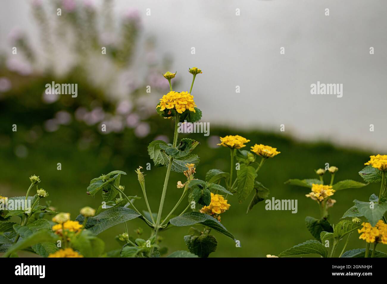 Flower of Common Lantana of the species Lantana camara with selective ...