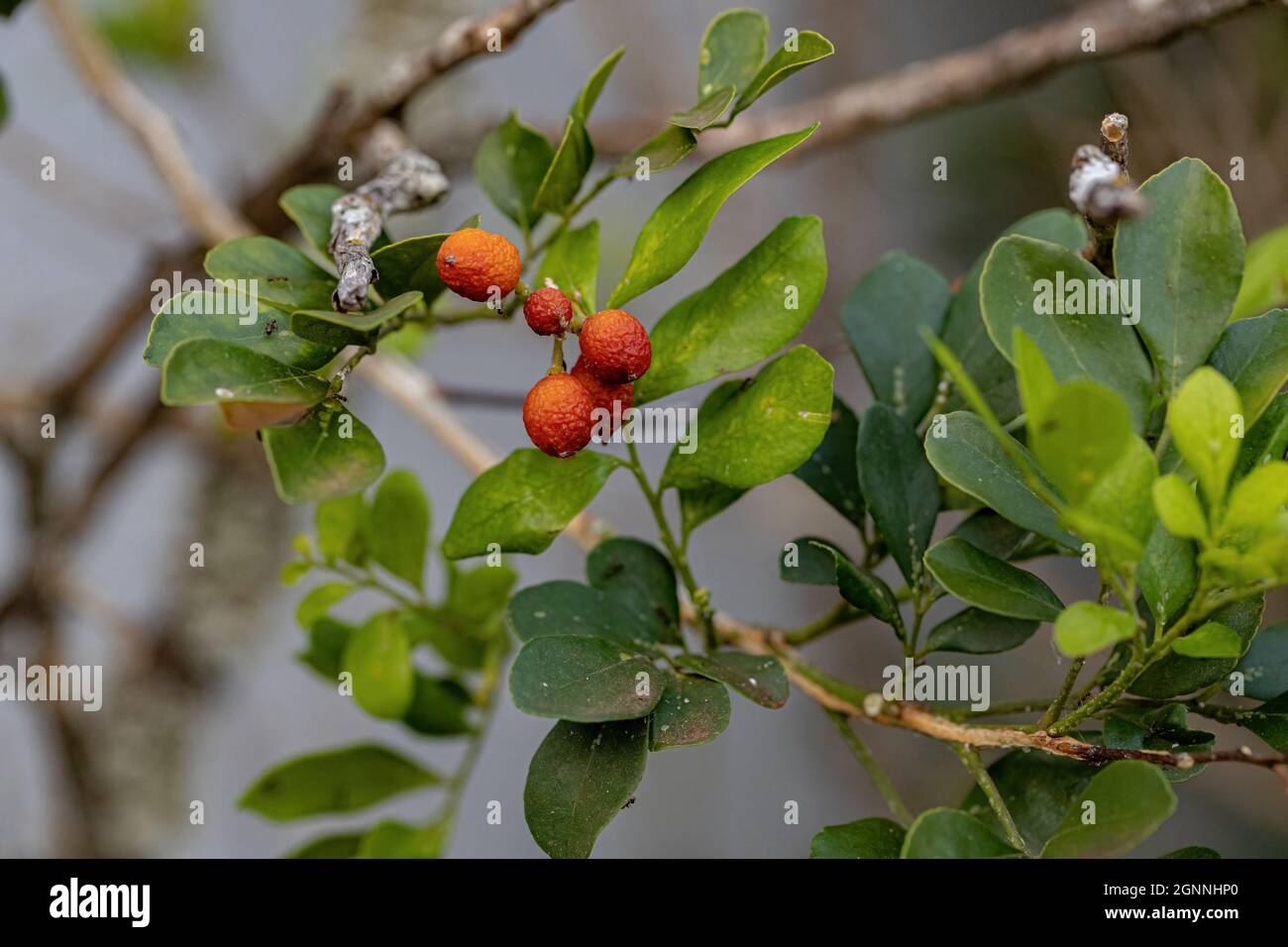 Orange Jasmine Plant of the species Murraya paniculata with fruits and ...