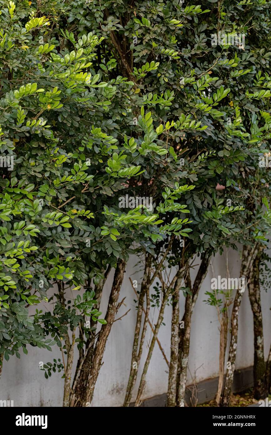 Orange Jasmine Plant of the species Murraya paniculata with fruits and ...