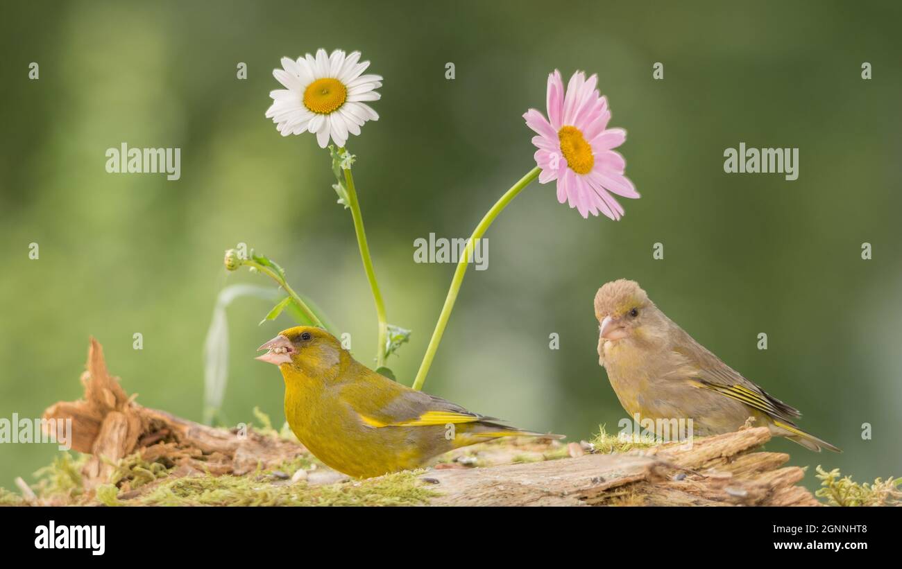 Green Finches High Resolution Stock Photography and Images - Alamy
