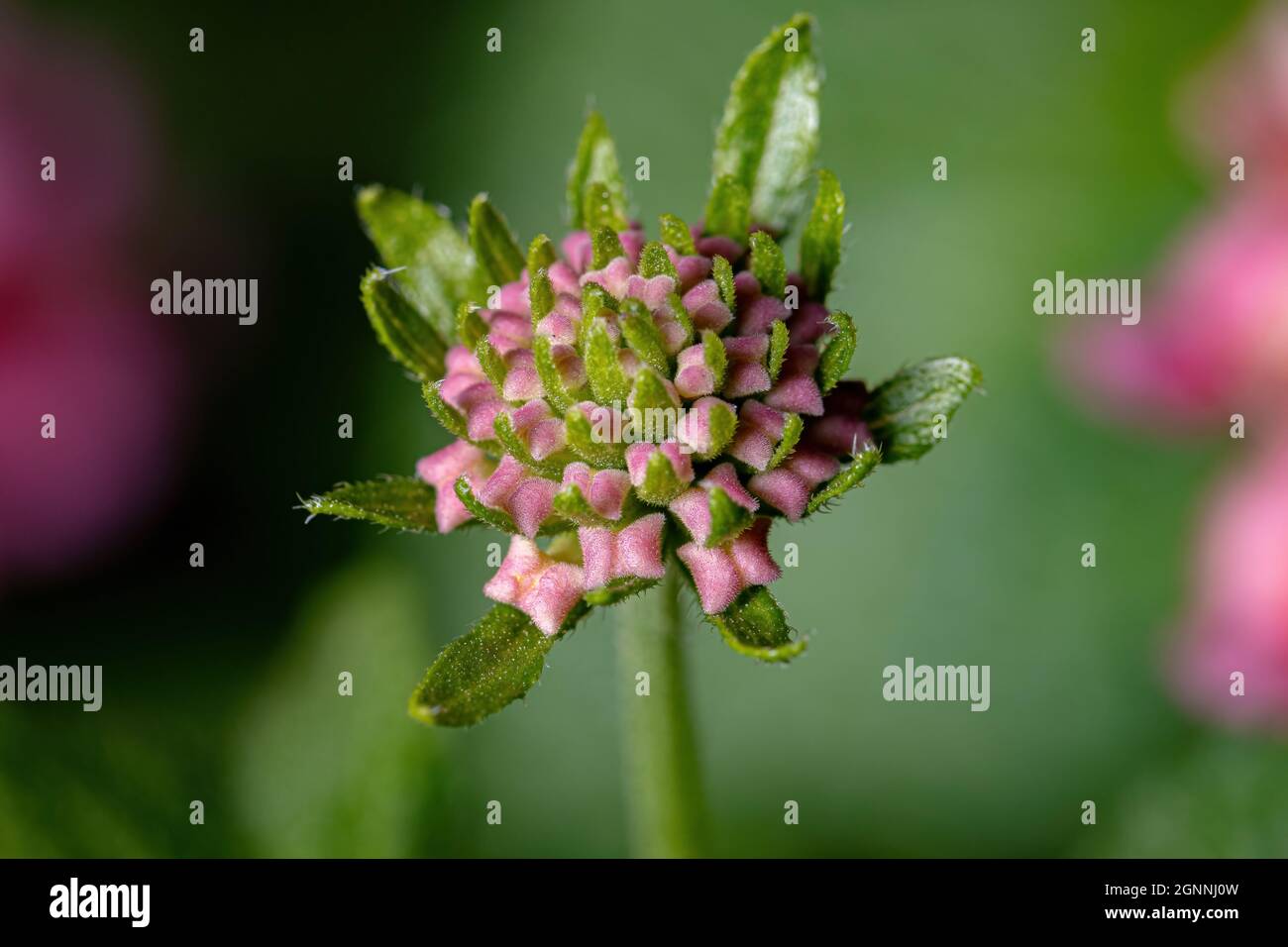 Flower of Common Lantana of the species Lantana camara with selective ...