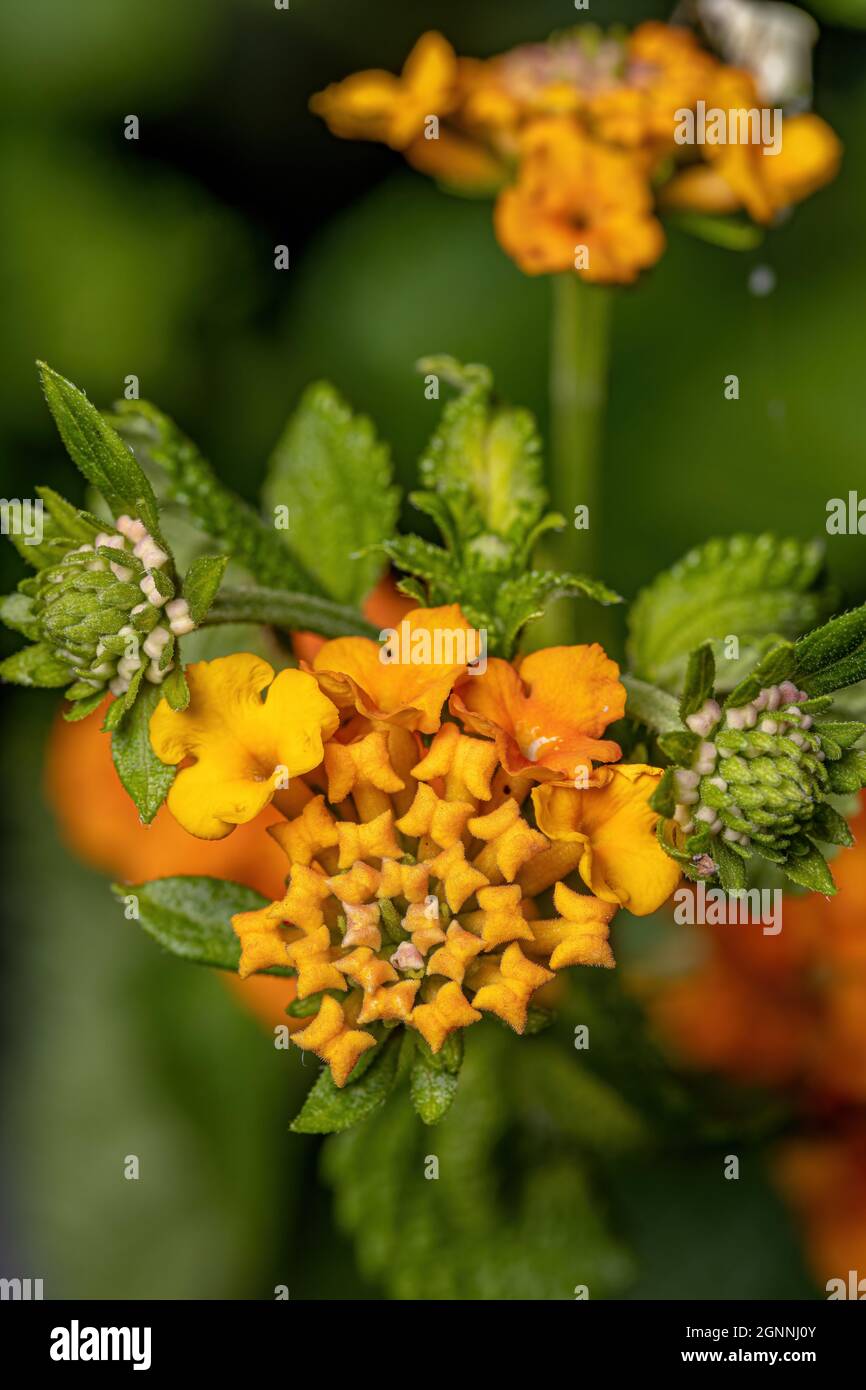 Flower of Common Lantana of the species Lantana camara with selective ...