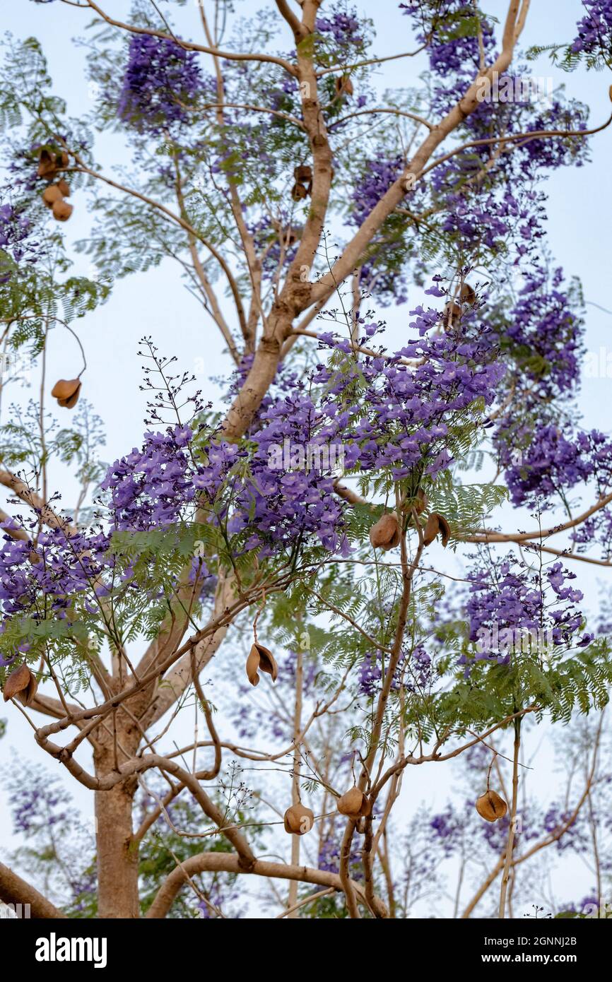 Blue Jacaranda Tree of the species Jacaranda mimosifolia with fruits ...