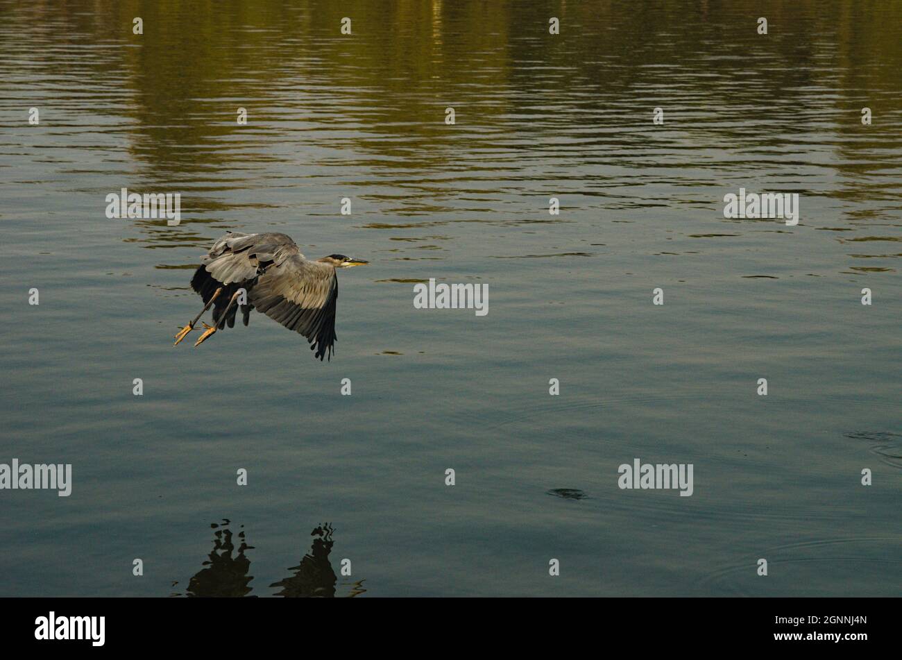 Long thin legs hi-res stock photography and images - Alamy