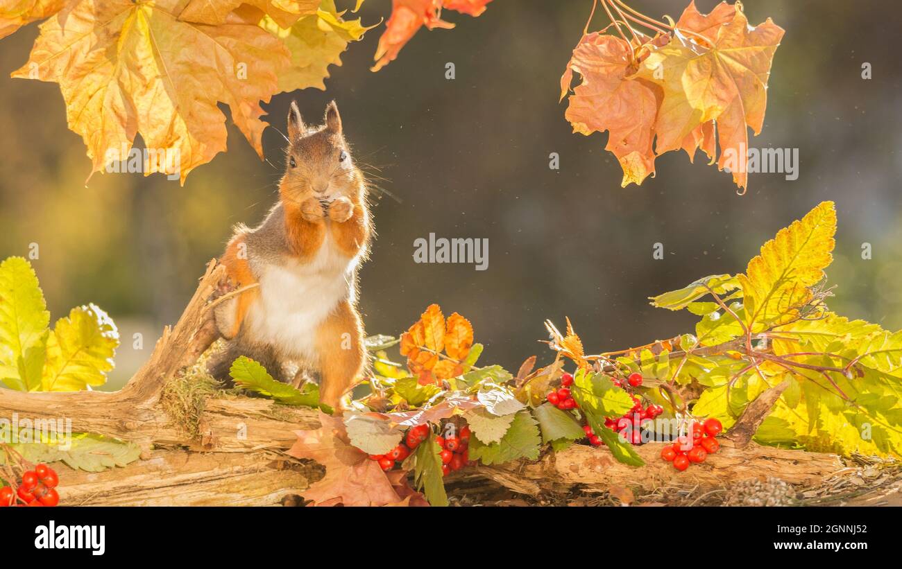 red squirrel standing between leaves Stock Photo - Alamy