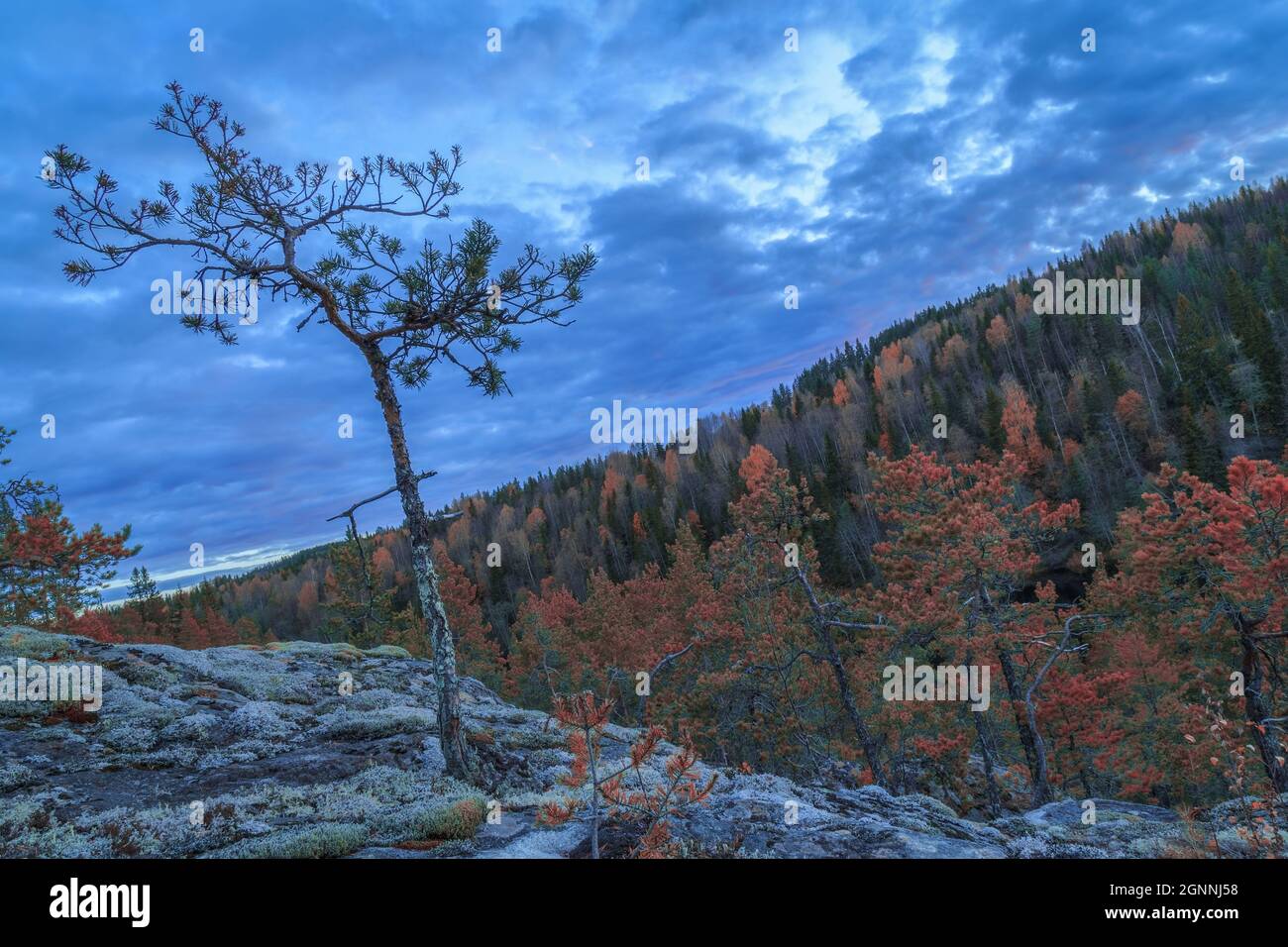landscape with water, rocks ,trees and moss during sundown Stock Photo ...