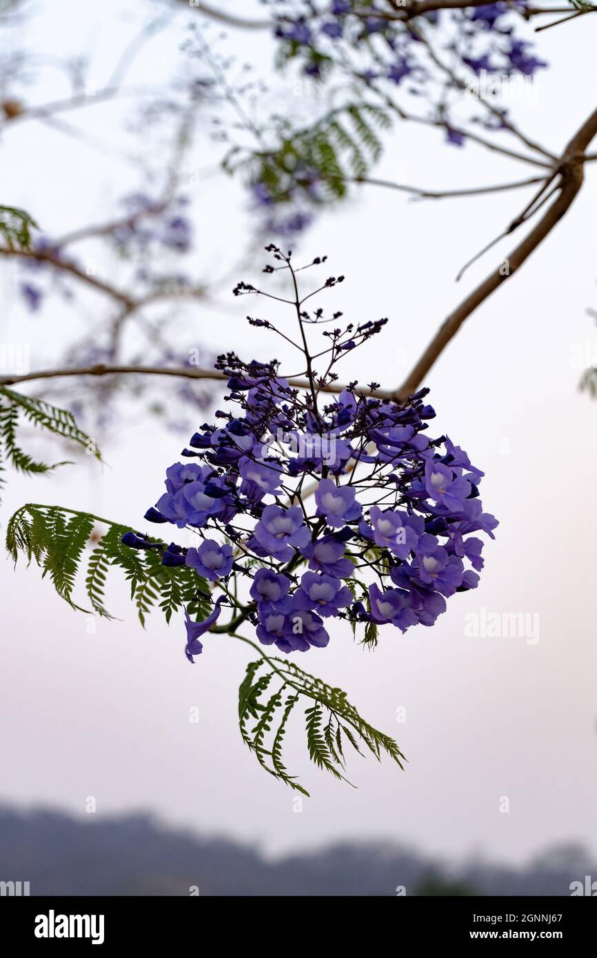Blue Jacaranda Tree of the species Jacaranda mimosifolia with fruits ...