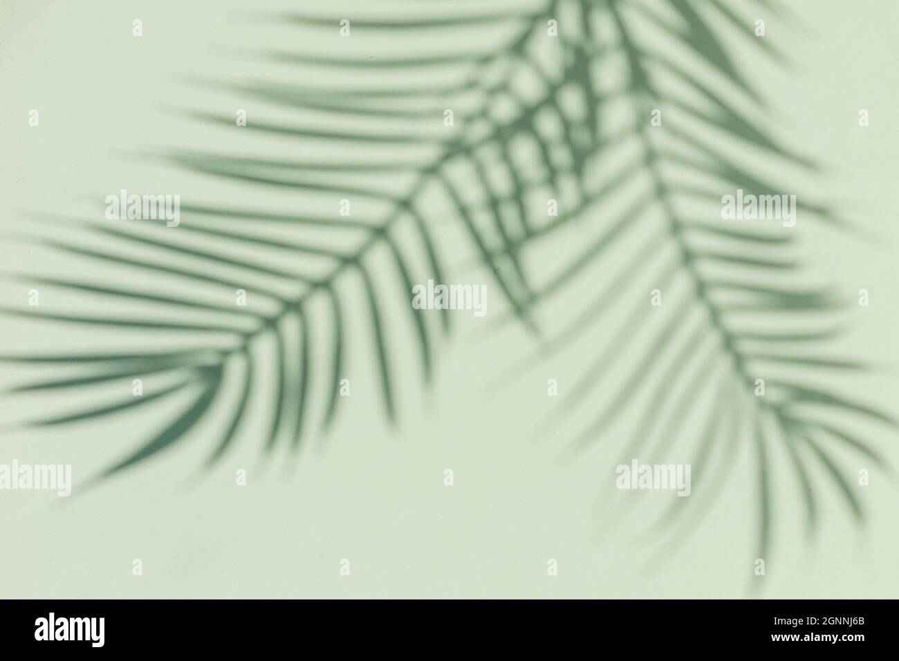 Two curved shadows of a palm tree on a green background. Minimal modern ...
