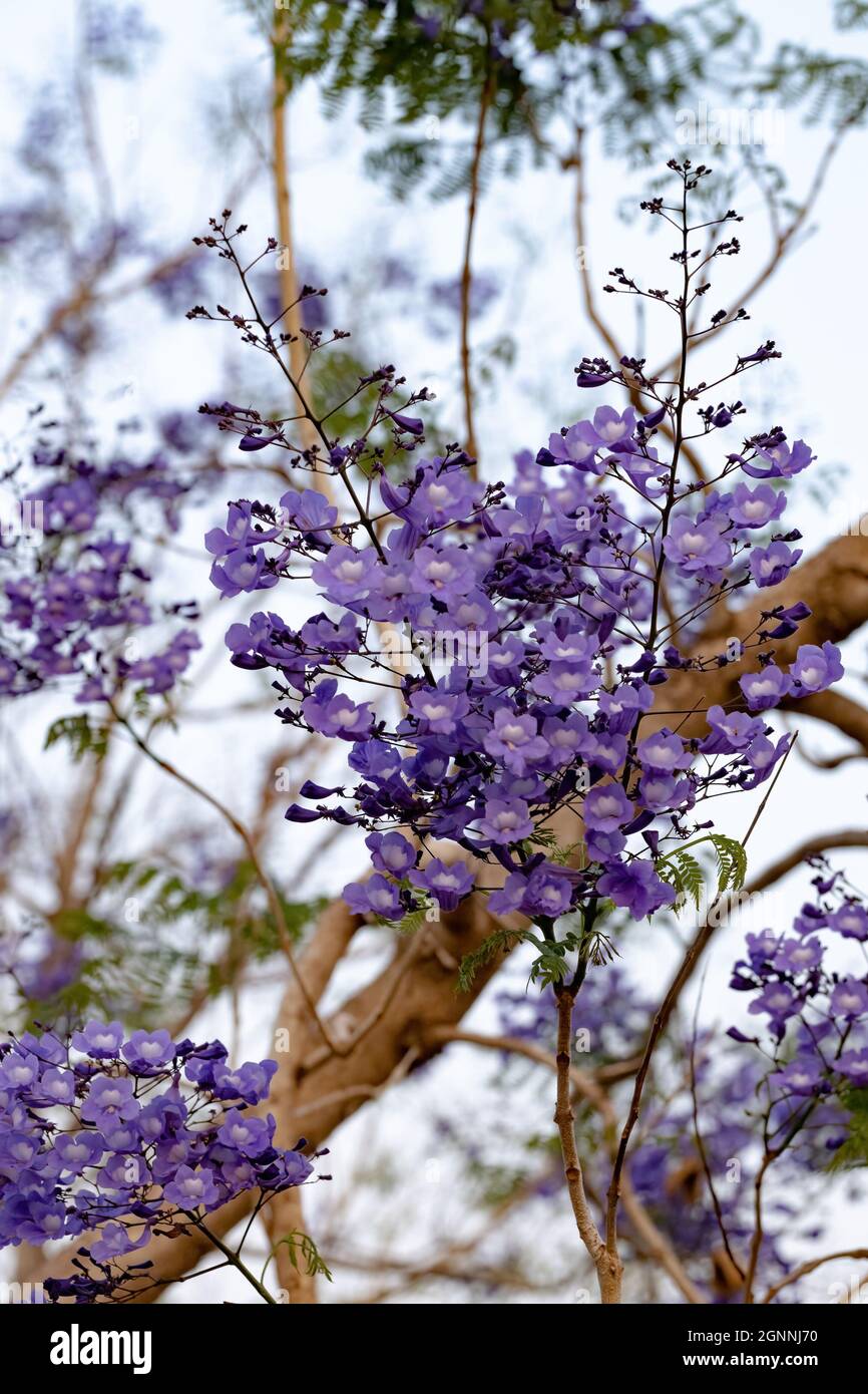 Blue Jacaranda Tree of the species Jacaranda mimosifolia with fruits ...