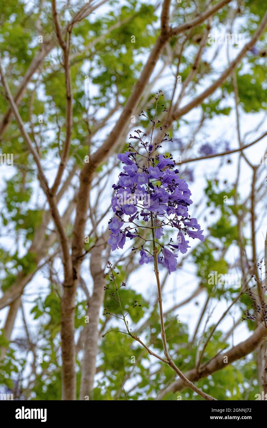 Blue Jacaranda Tree of the species Jacaranda mimosifolia with fruits ...