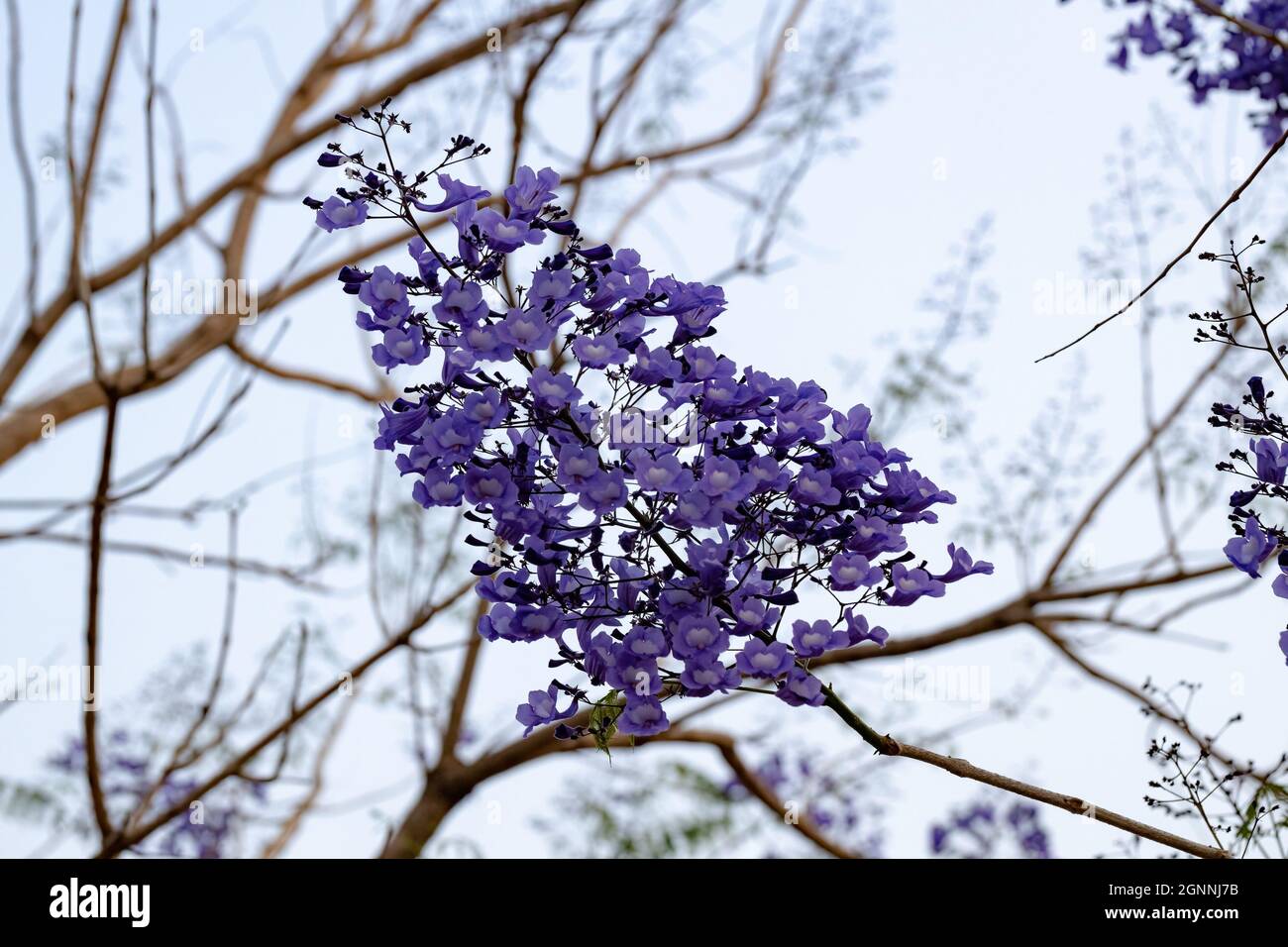 Blue Jacaranda Tree of the species Jacaranda mimosifolia with fruits flower and selective focus ...