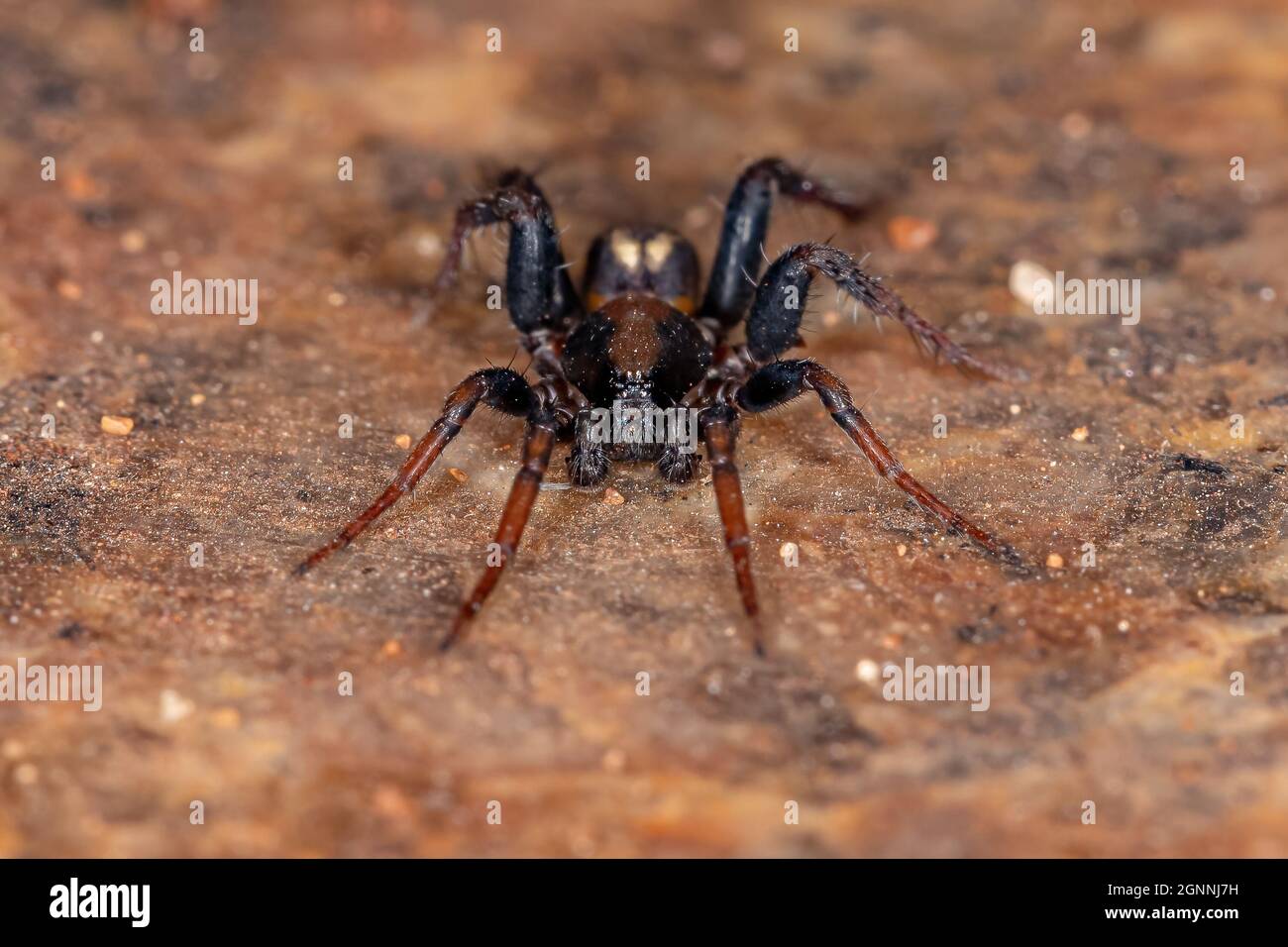 Adult Male Zodariid Spider of the Family Zodariidae Stock Photo - Alamy