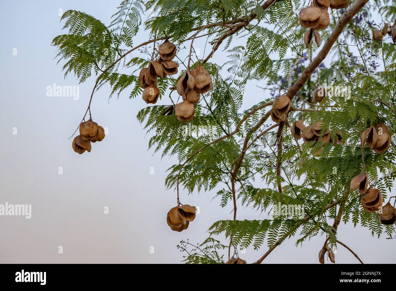 Blue Jacaranda Tree of the species Jacaranda mimosifolia with fruits ...
