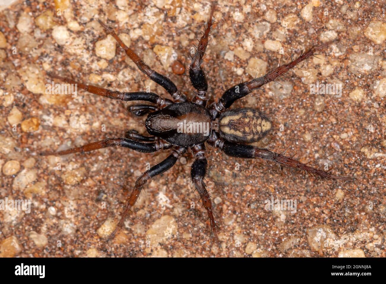 Adult Male Zodariid Spider of the Family Zodariidae Stock Photo - Alamy