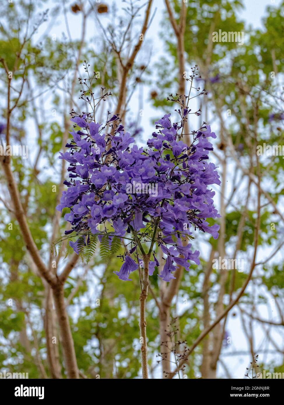 Blue Jacaranda Tree of the species Jacaranda mimosifolia with fruits ...