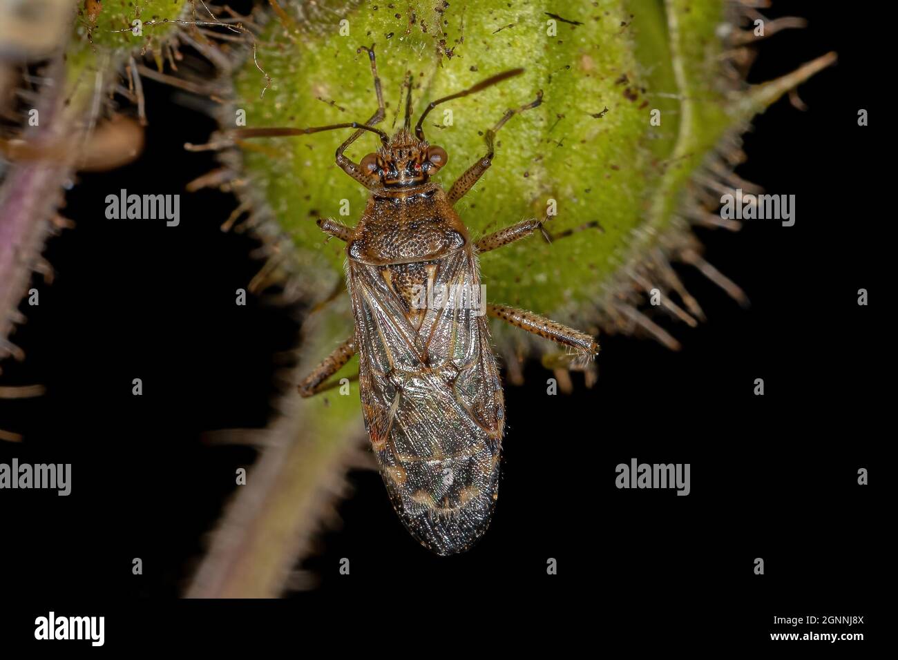 Adult Scentless Plant Bug of the Subfamily Rhopalinae Stock Photo - Alamy