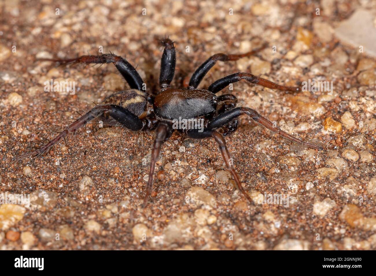 Zodariid spider hi-res stock photography and images - Alamy