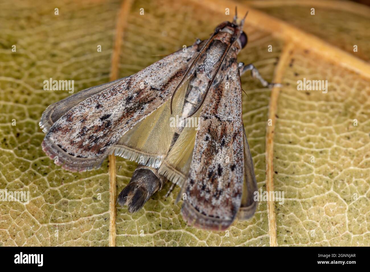 Small Adult Moth of the order lepidoptera Stock Photo - Alamy