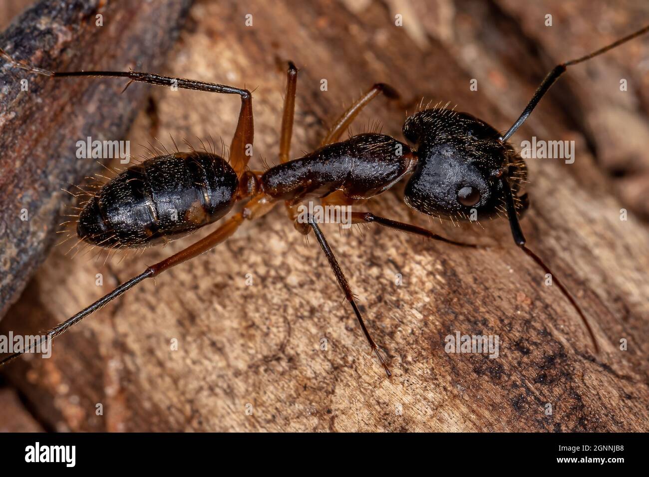Adult Female Carpenter Ant of the genus Camponotus Stock Photo - Alamy