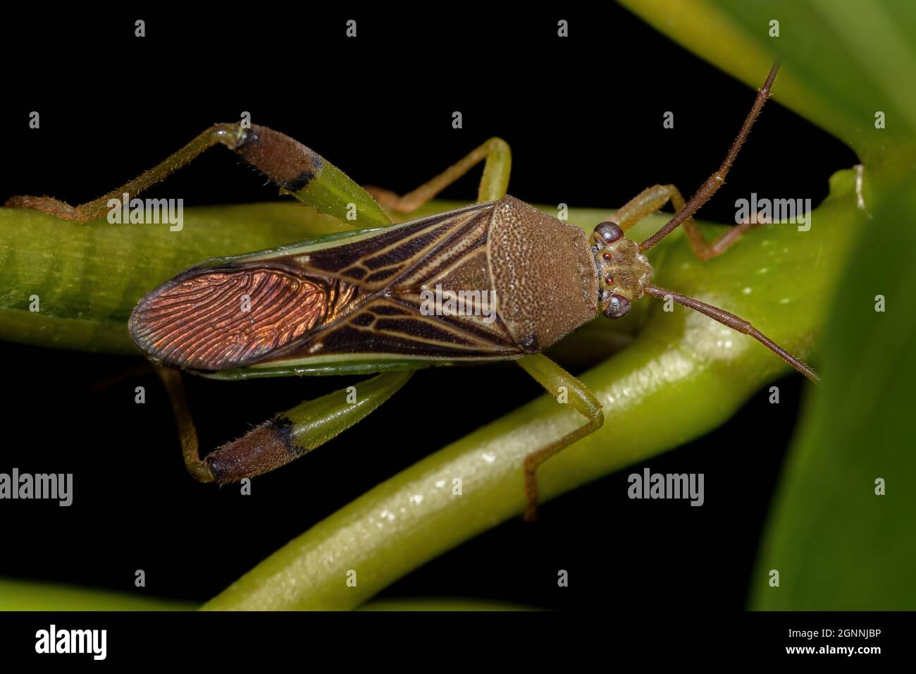 Adult Leaf-footed Bug of the Family Coreidae Stock Photo - Alamy