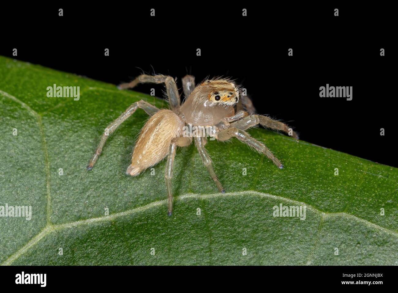 Small Jumping Spider of the Genus Chira Stock Photo - Alamy