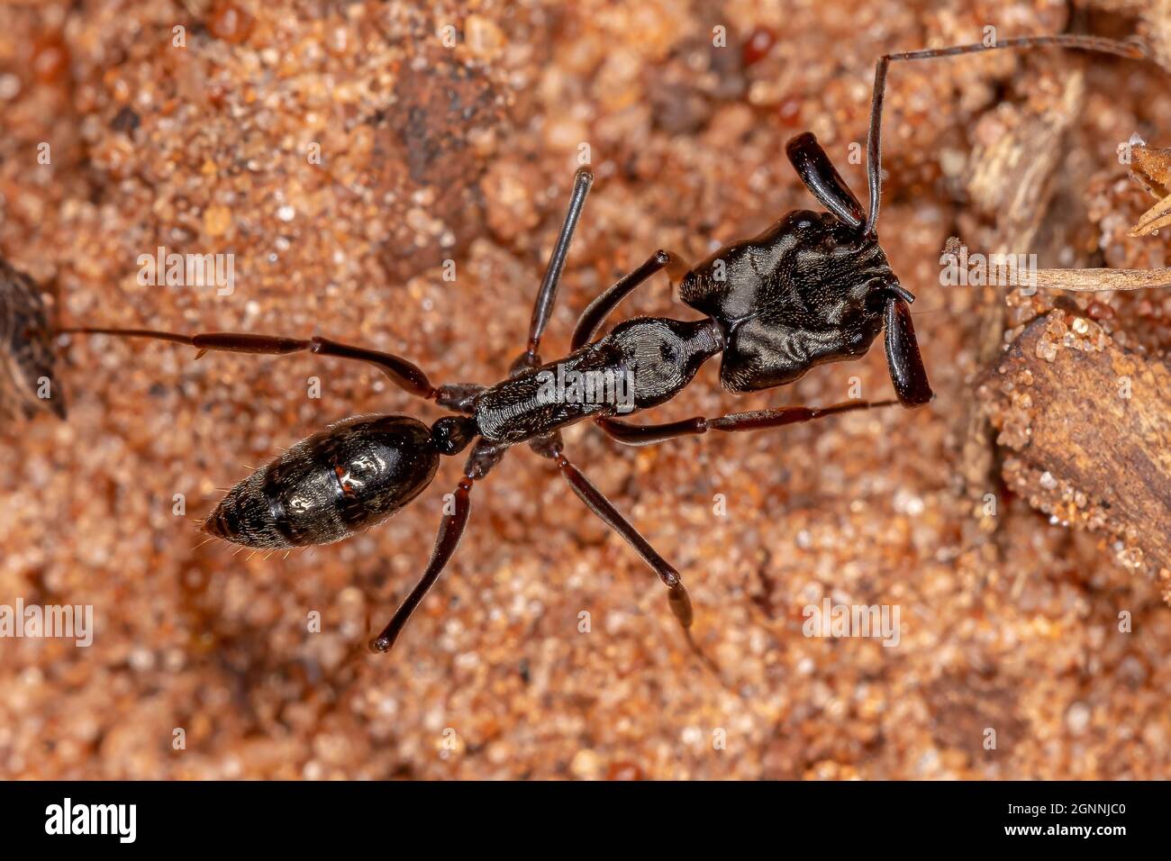 Adult Trap-jaw Ant of the Genus Odontomachus Stock Photo - Alamy