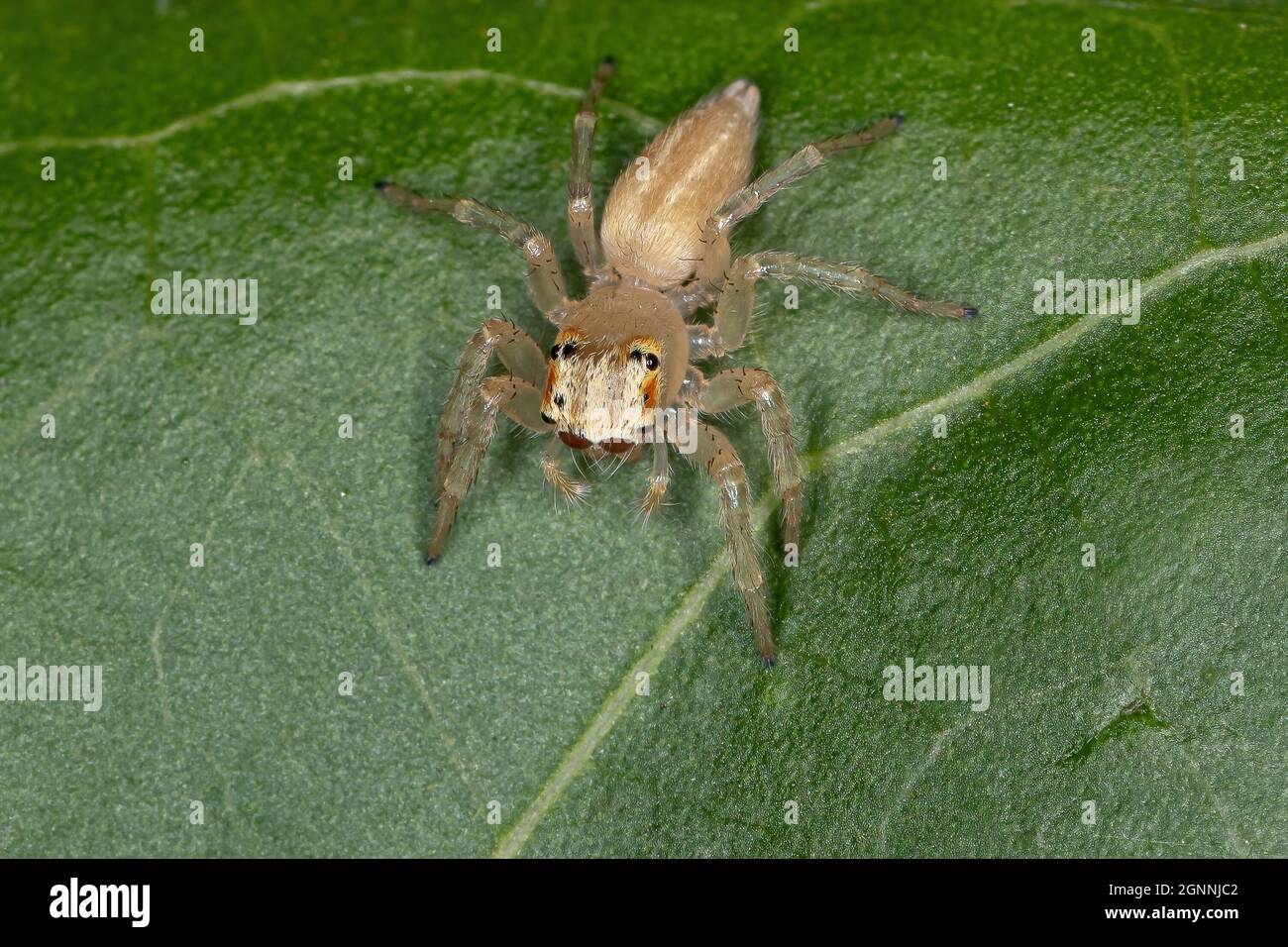 Small Jumping Spider of the Genus Chira Stock Photo - Alamy