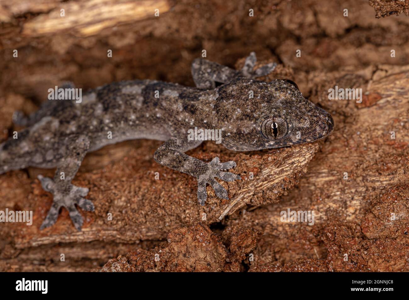 Tropical house gecko hi-res stock photography and images - Alamy