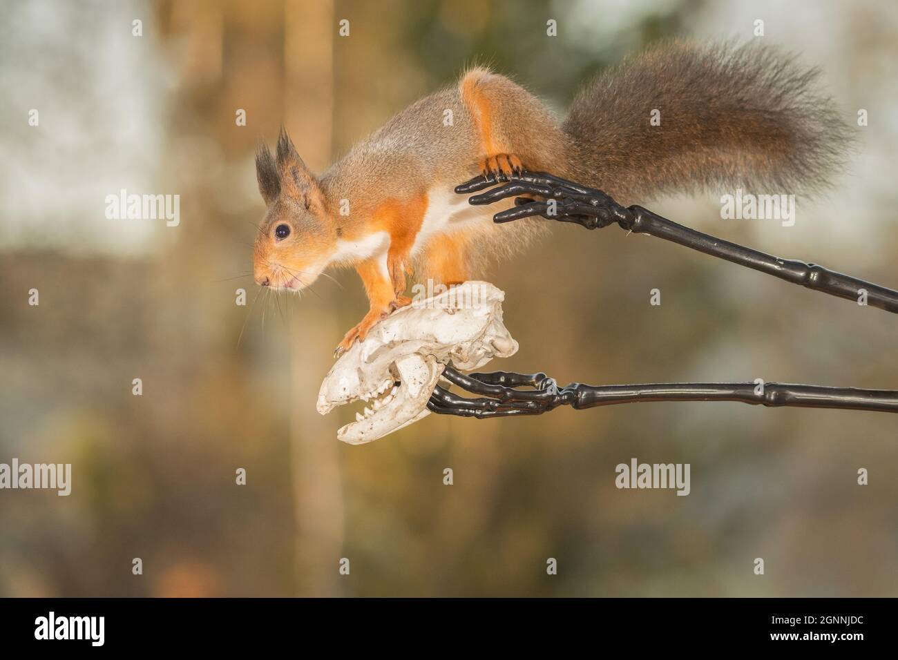 Skeleton hand holding a skull hi-res stock photography and images - Alamy