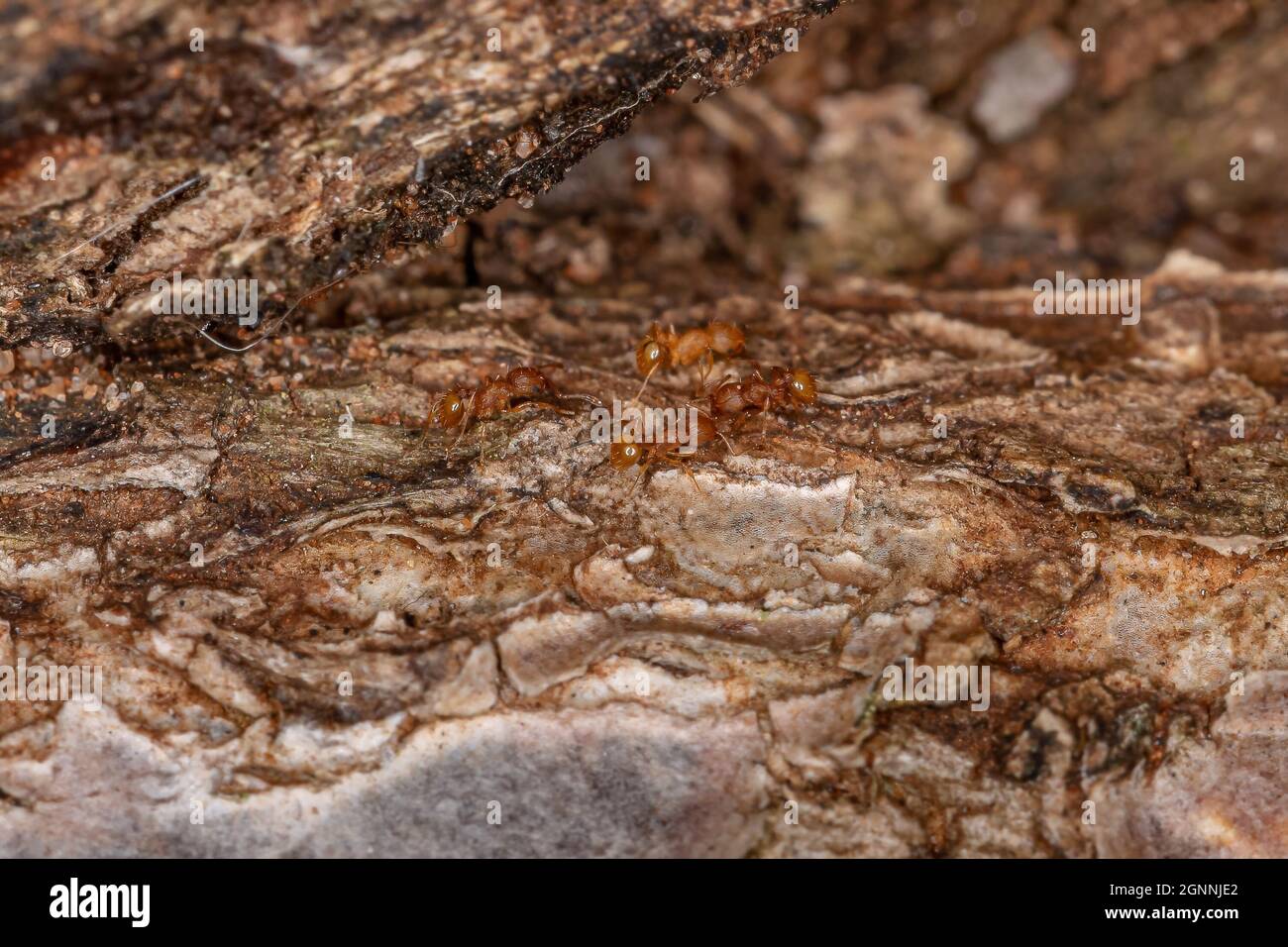 Adult Higher Myrmicine Ants of the Genus Wasmannia Stock Photo - Alamy