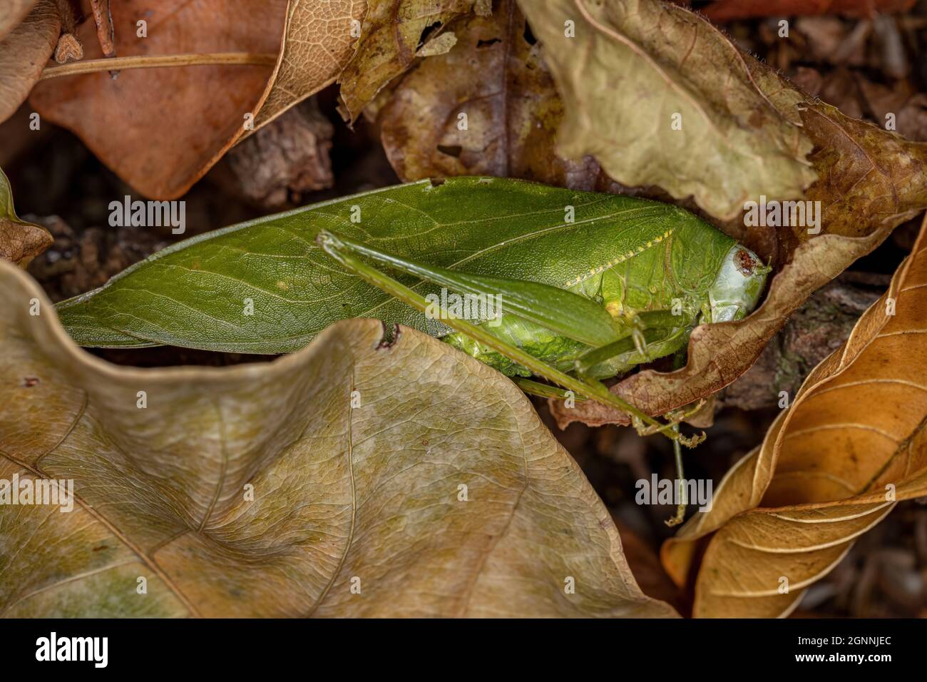 Dead Adult Leaf Katydid of the Subfamily Phaneropterinae Stock Photo ...