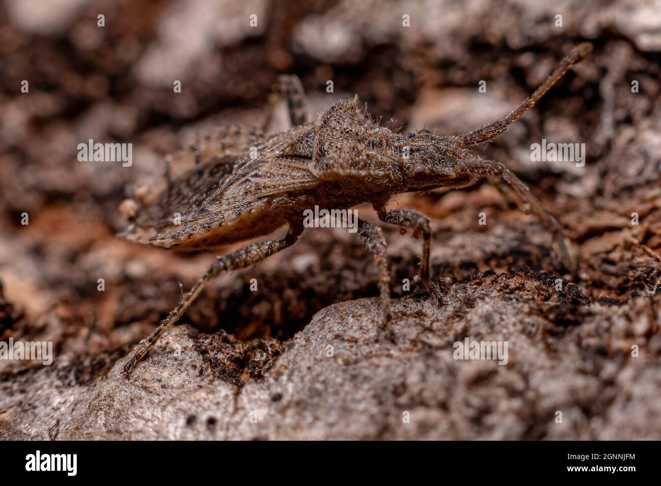 Adult True Bug of the Suborder Heteroptera Stock Photo - Alamy