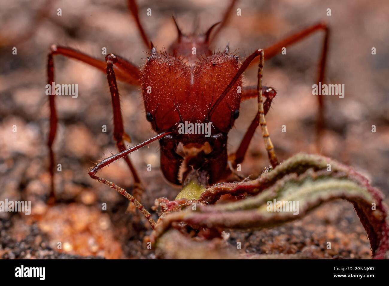 Atta Leaf-cutter Ant of the Genus Atta Stock Photo - Alamy