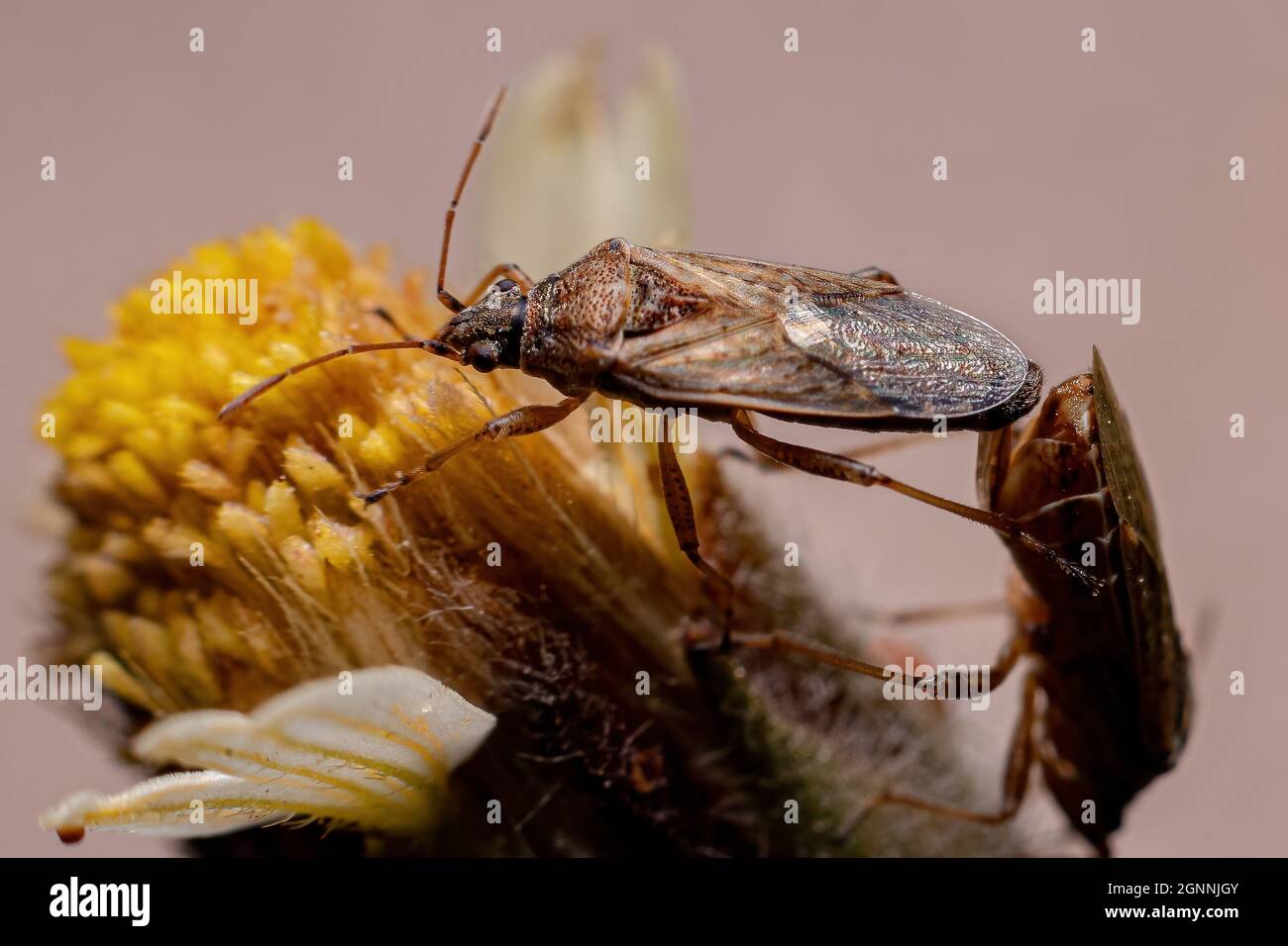 Suborder heteroptera hi-res stock photography and images - Alamy