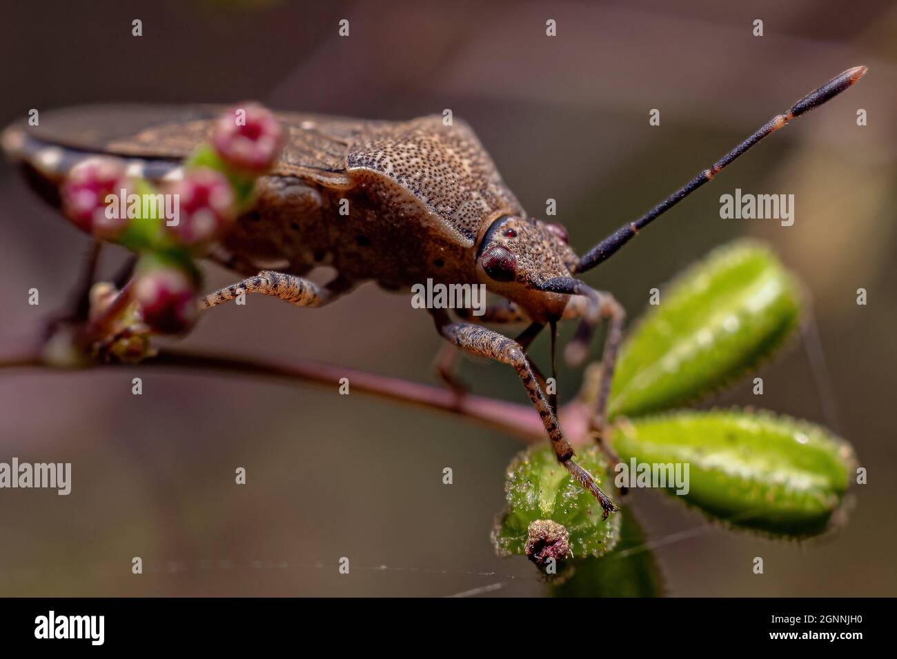 Suborder heteroptera hi-res stock photography and images - Alamy