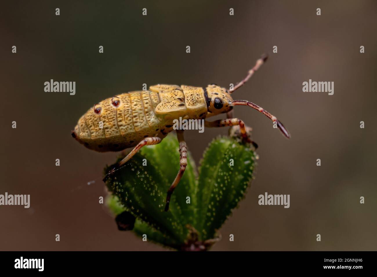 True Bug Nymph of the Suborder Heteroptera Stock Photo - Alamy
