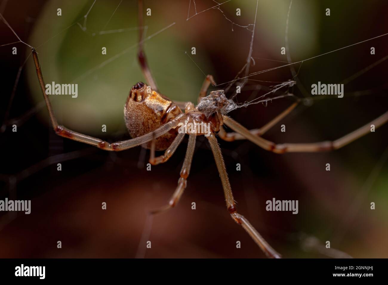 Latrodectus geometricus female hi-res stock photography and images - Alamy