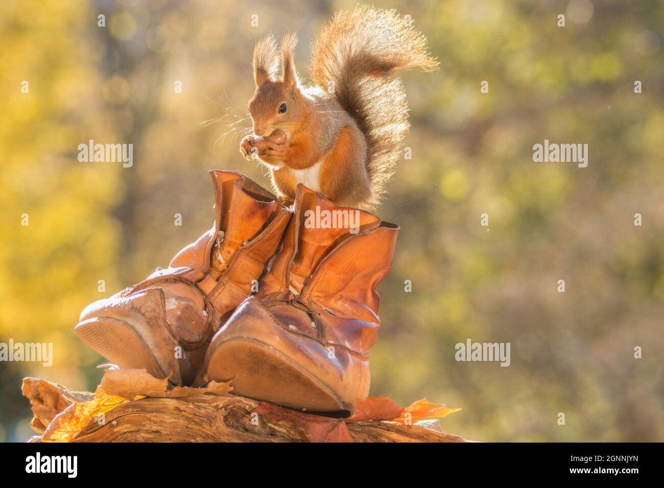 Red squirrel standing in the sun hi-res stock photography and images ...