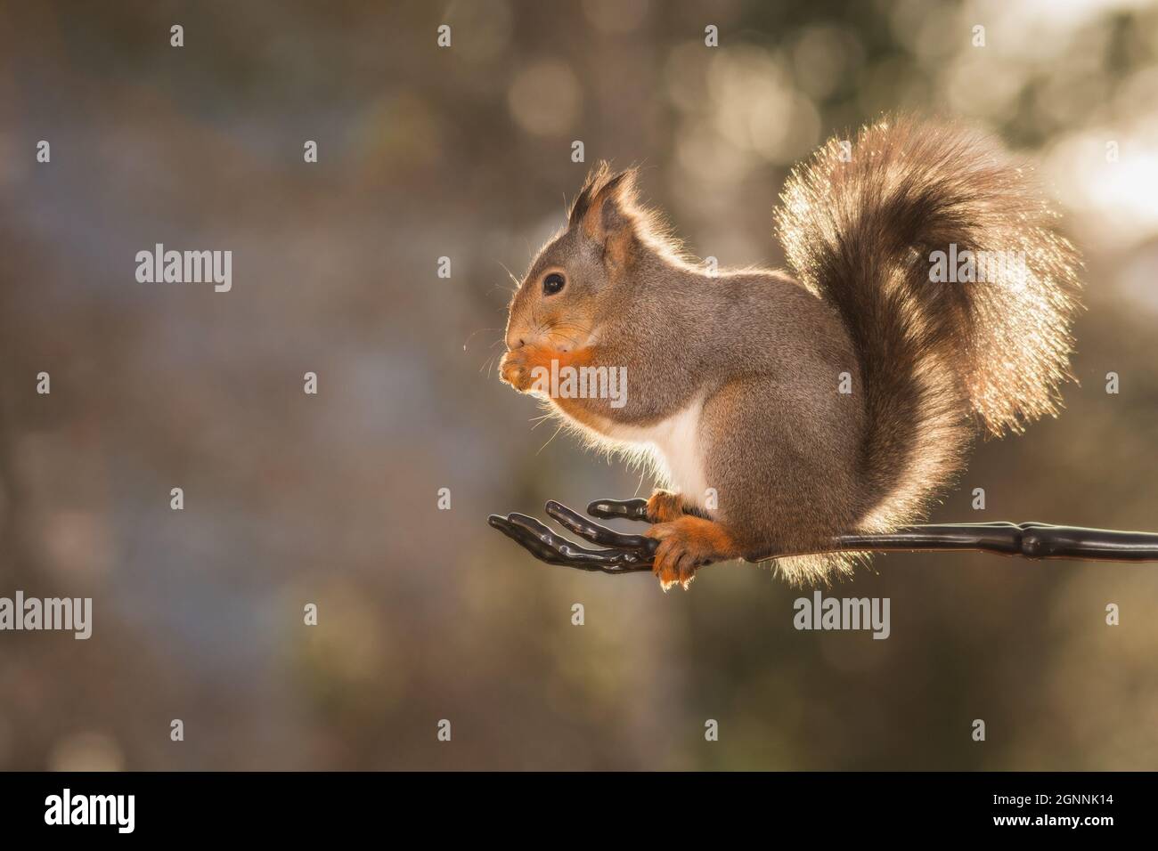 Red squirrel skeleton hi-res stock photography and images - Alamy