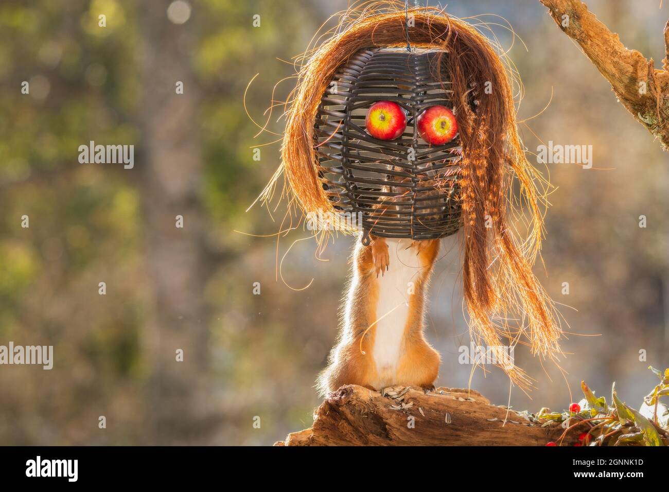 Scary squirrel hi-res stock photography and images - Alamy