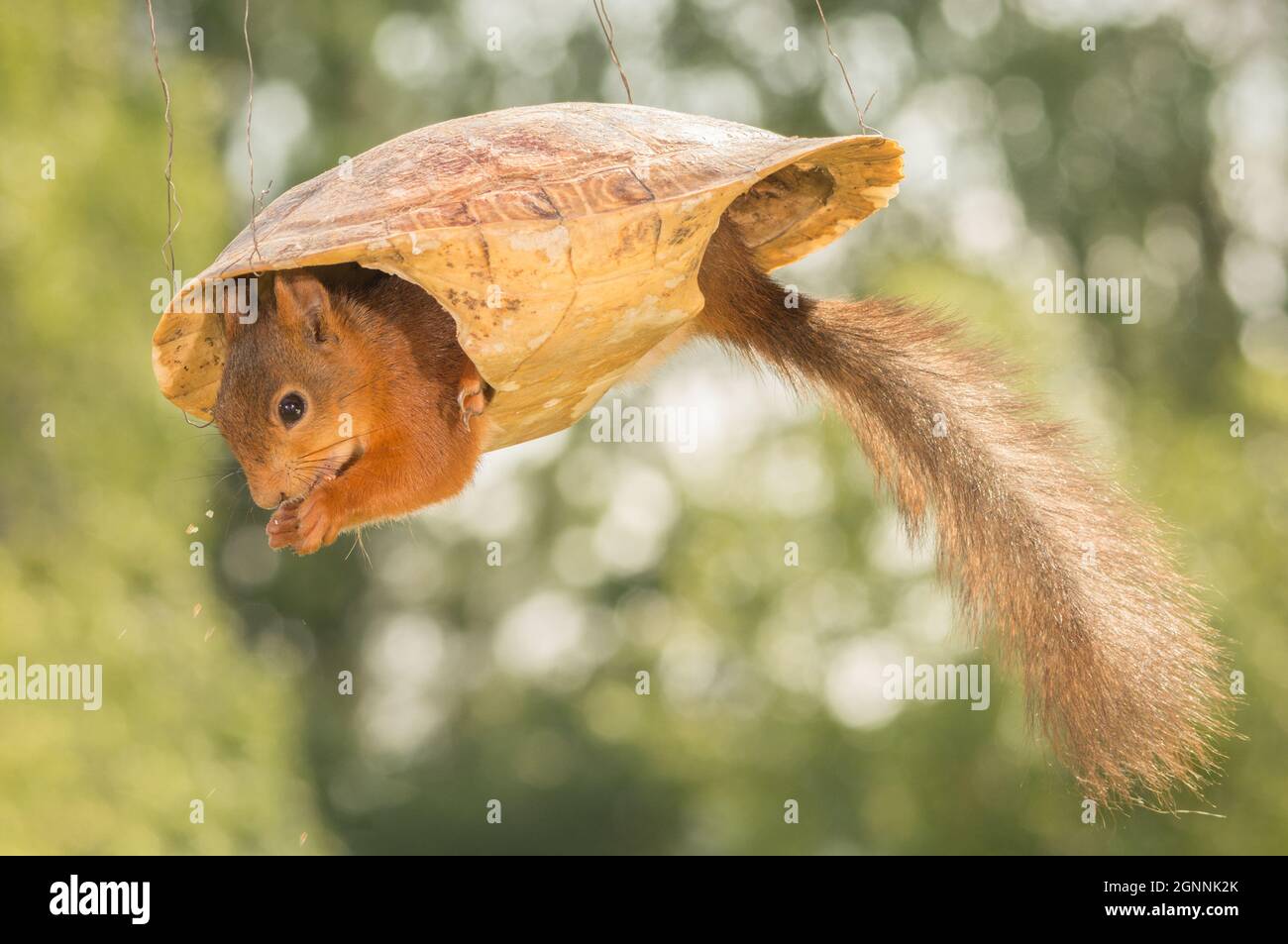 Happy turtle face hi-res stock photography and images - Alamy