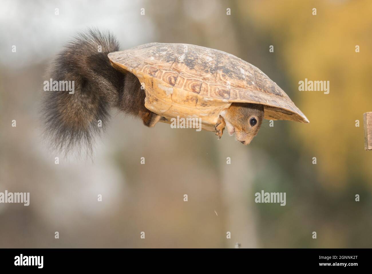Happy turtle face hi-res stock photography and images - Alamy