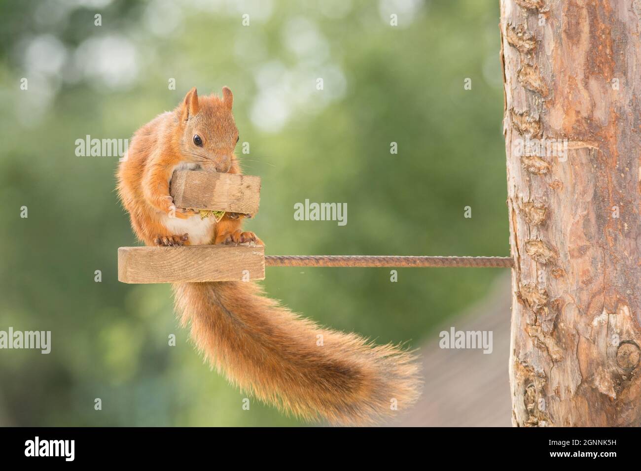 Peace of wood hi-res stock photography and images - Alamy