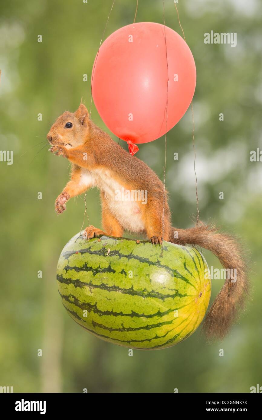 Animal face balloon hi-res stock photography and images - Alamy