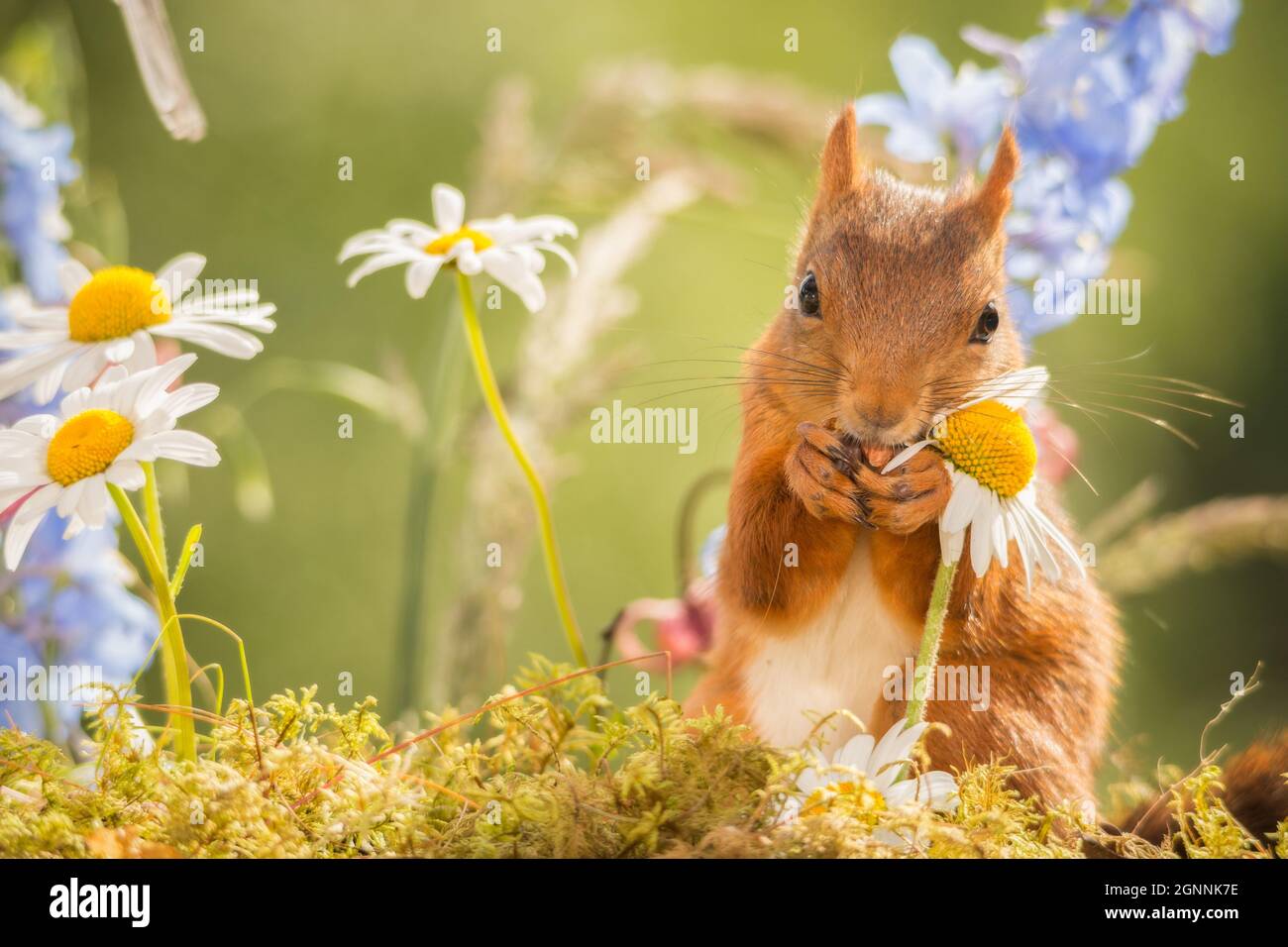 Red squirrel holding flower hi-res stock photography and images - Alamy