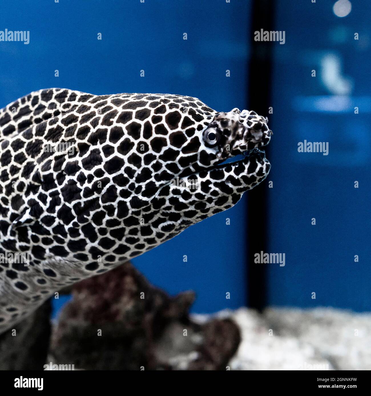 Gymnothorax favagineus or laced moray fish swimming out of its hiding ...