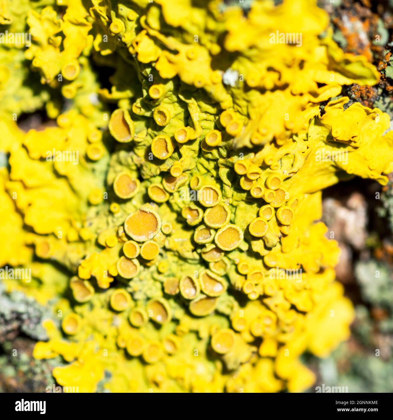 Bright orange fungus on tree hi-res stock photography and images - Alamy