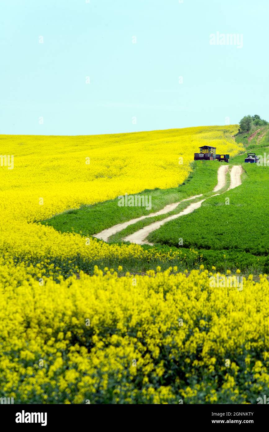bee hives stand on field Stock Photo - Alamy