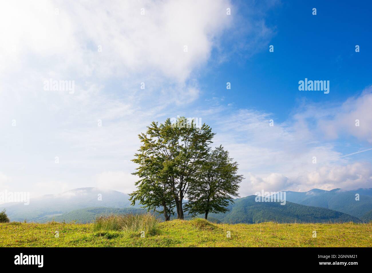 trees on the grassy hill. beautiful early autumn landscape in mountains ...