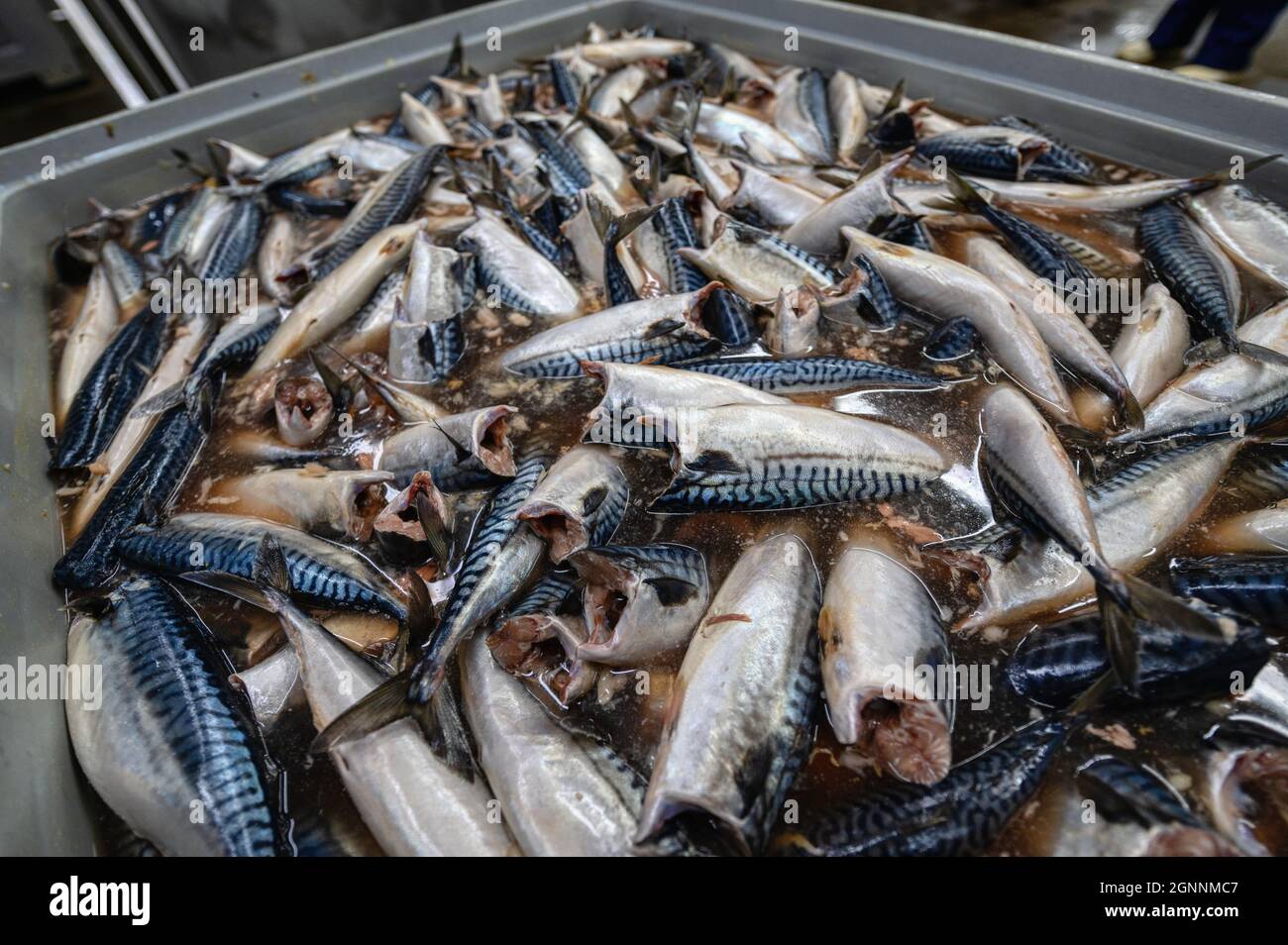 Headless and gutted mackerel. Sea fish. Raw fish prepared for processing Stock Photo - Alamy